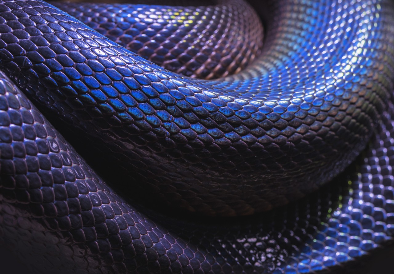  FreeCodeCampArabicTranslations Python If name main 