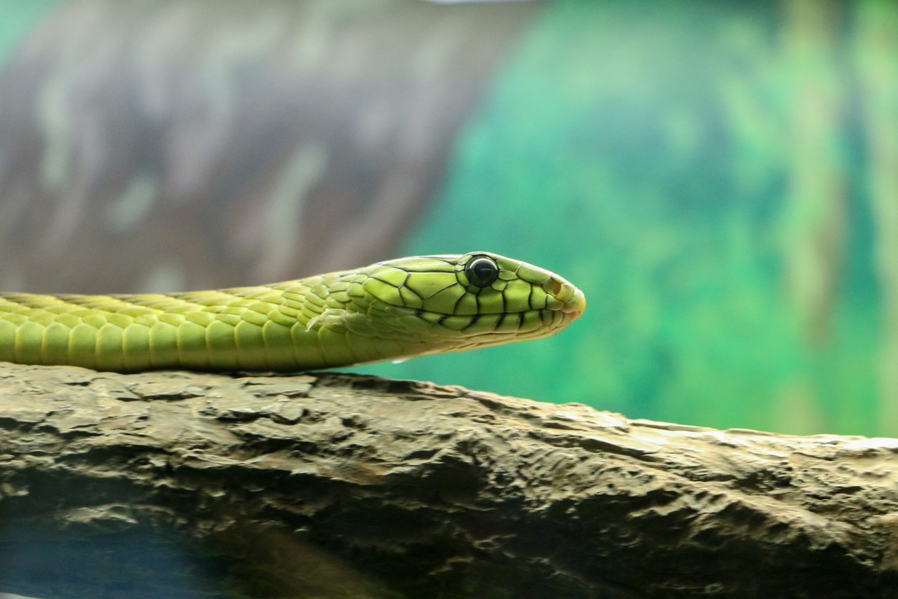 How To Scrape Websites With Python 3