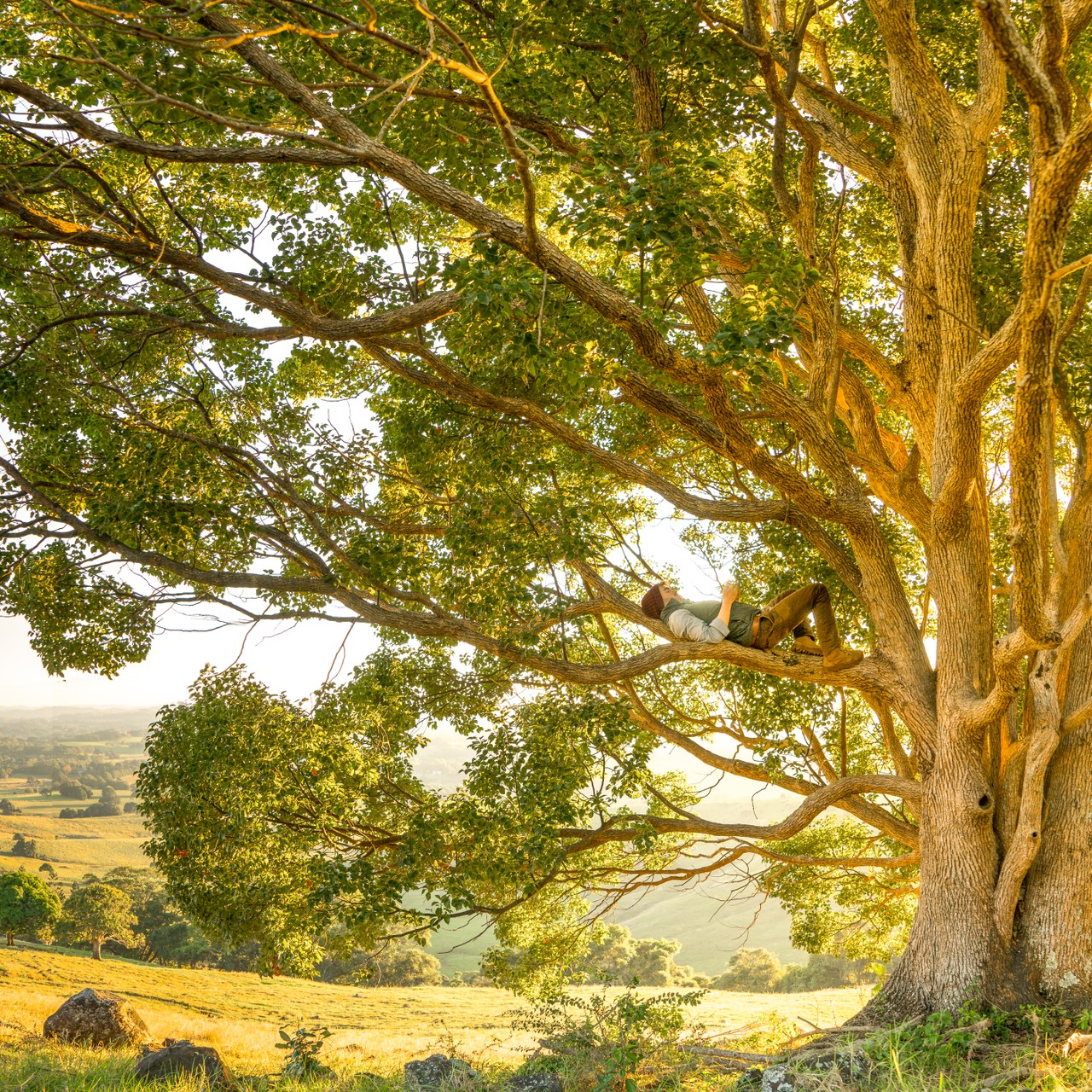 How To Learn Tree Data Structures The Codeless Way
