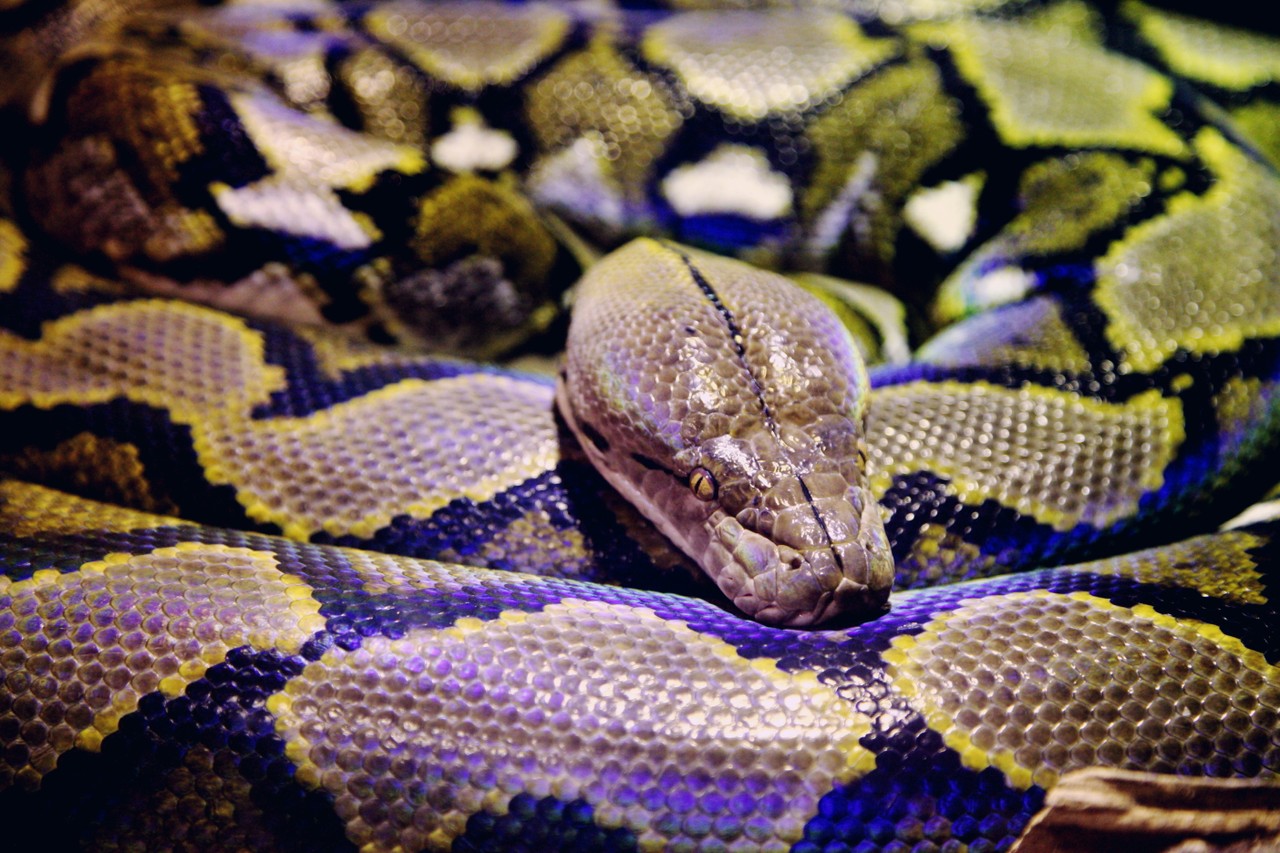 How To Replace Bash With Python As Your Go To Command Line Language