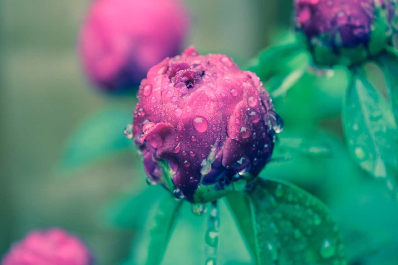 How To Create A Slideshow With HTML CSS And JavaScript