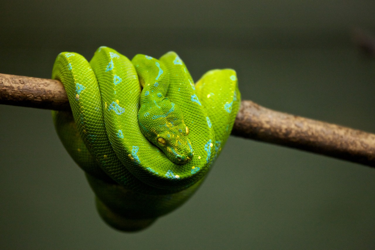 The Best Python Tutorials